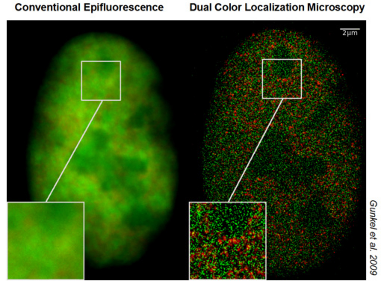 epifluorescence microscopy resolution