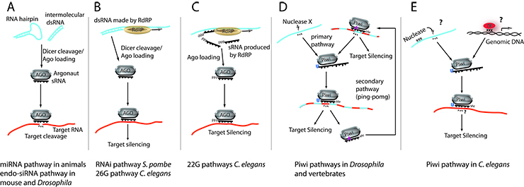 Figure 1. RNAi Pathways: IMB Mainz